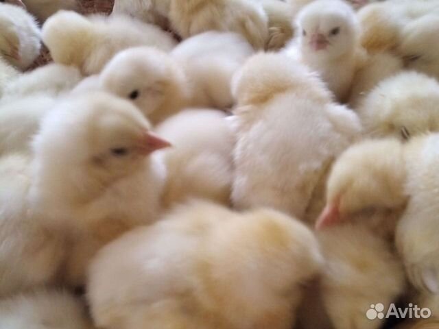 Цыплята бройлеры суточные кобб 700