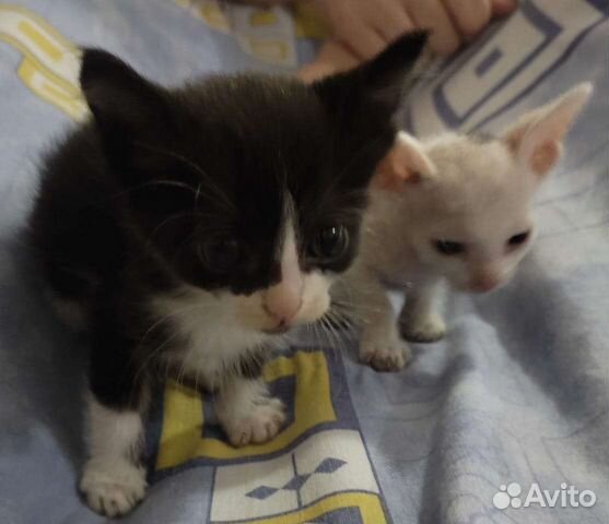 Кошка Сфинкс Браш есть сфинкс