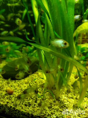 Малек Нанокары