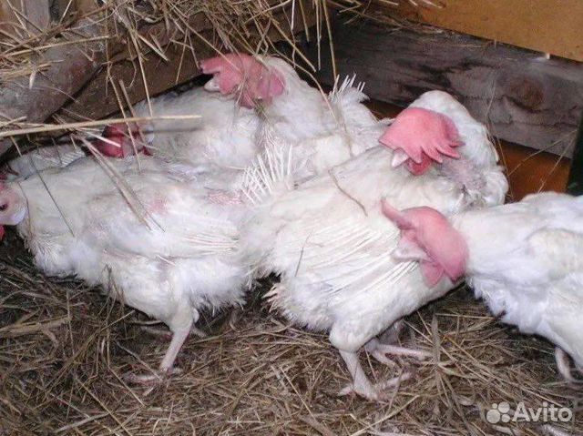 Куры несушки