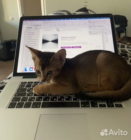 Абиссинская кошка
