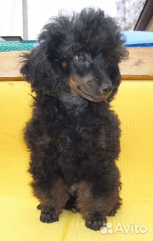 Той пудель шьен щенок РКФ