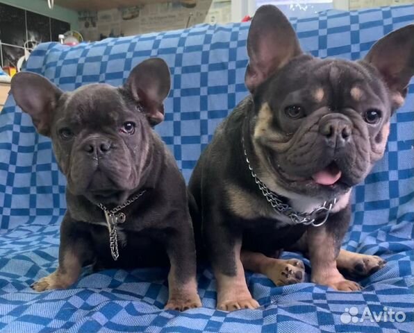 Продаю очень красивого мальчика голубоподпалого