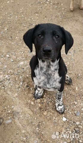 Самый красивый щенок