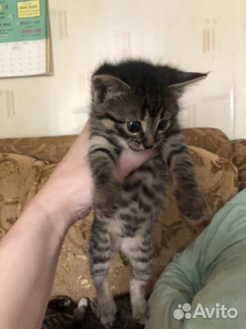 Отдам за шоколадку кошечка приучина к лотку