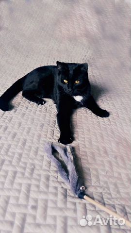 Котята в добрые руки даром бесплатно