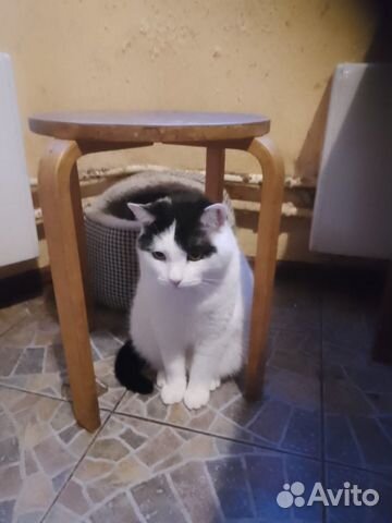 Малоденький полубританский кот в дар