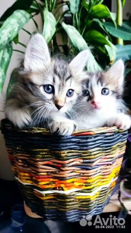 Котик и кошачка