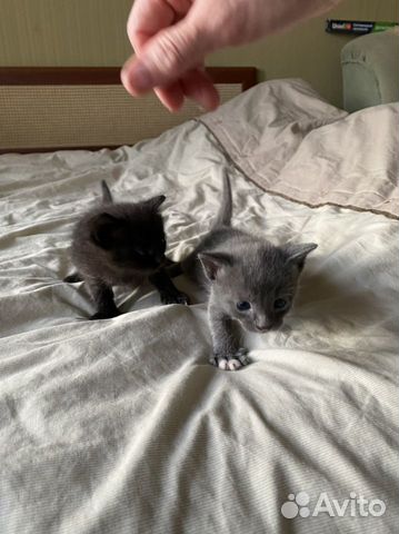 Котята бесплатно
