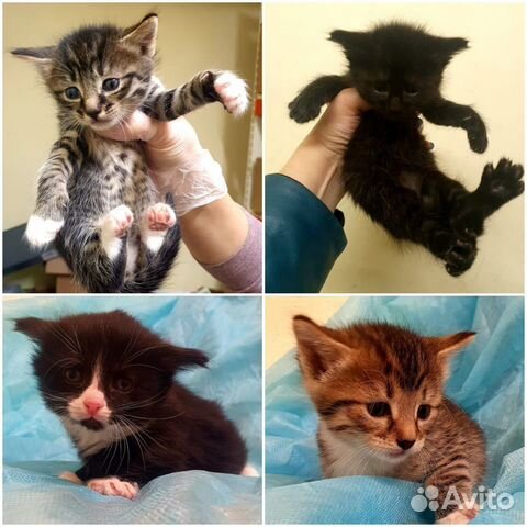 Котята в добрые руки в дар