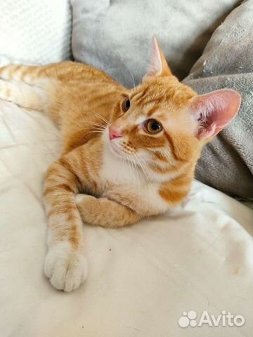 Кошка