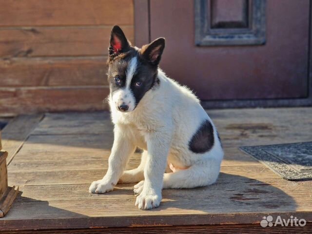 Щенок Тося умная и крупная, привита