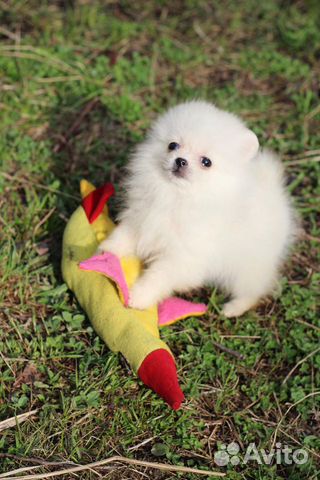 Померанский шпиц крошечная девочка