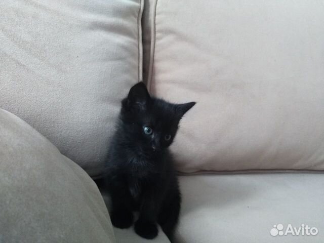 Кошечка 1 месяц