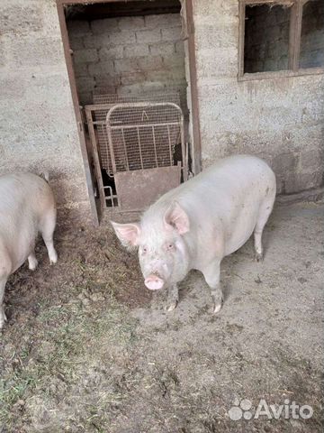 Продаются супоросные свиноматки первым опоросом