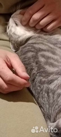 Шотландские прямоухие котята