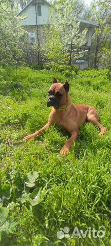 Боксер,вязка