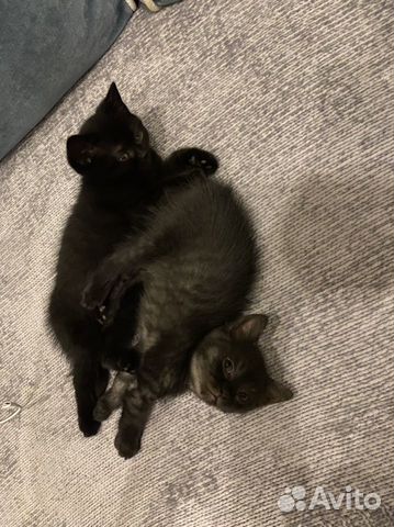 Британские котята