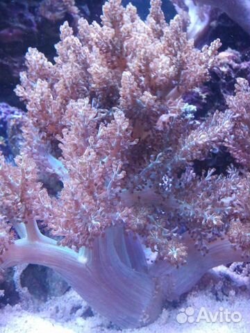 Коралл капнелла