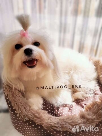 Мальтийская болонка девочка