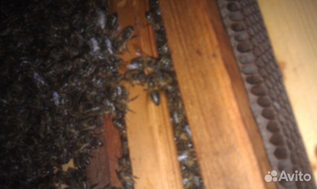 Пчелопакеты