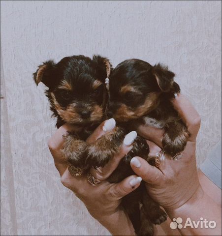 Йоркширский терьер