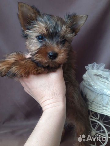 Маленький шалун