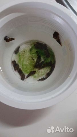 Улитки милании