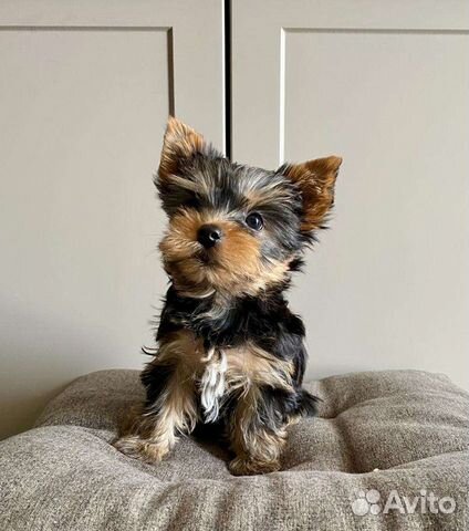 Йоркширский терьер мини