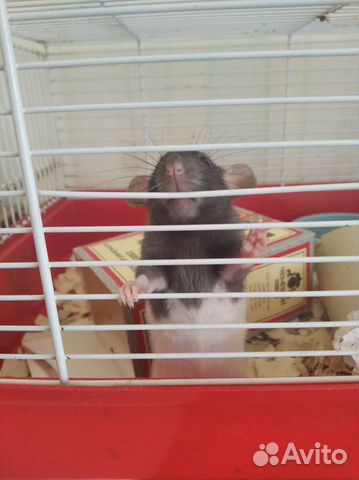 Крысы дамбо девочки