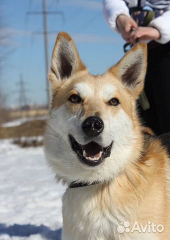 Преданный пес Патрик ищет новый дом