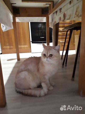 Шотландский кот вязка