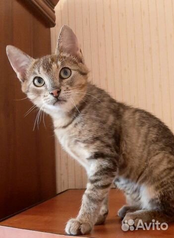 Полосатый котенок Тигра в дар 4 мес