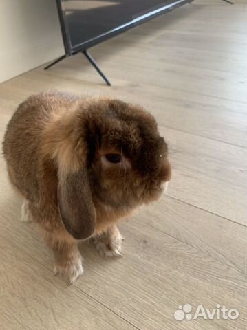 Вислоухий кролик