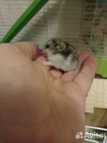 Джунгарский хомяк