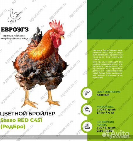 Бройлерные цыплята Редбро451