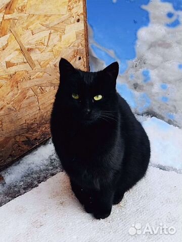 Кот Марсик в добрые руки
