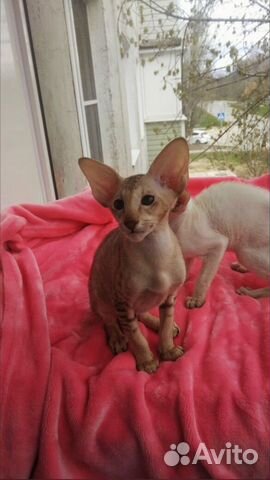 Шикарный Мальчик Ориентальчик