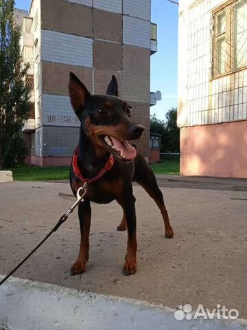 Цвергпинчер щенки