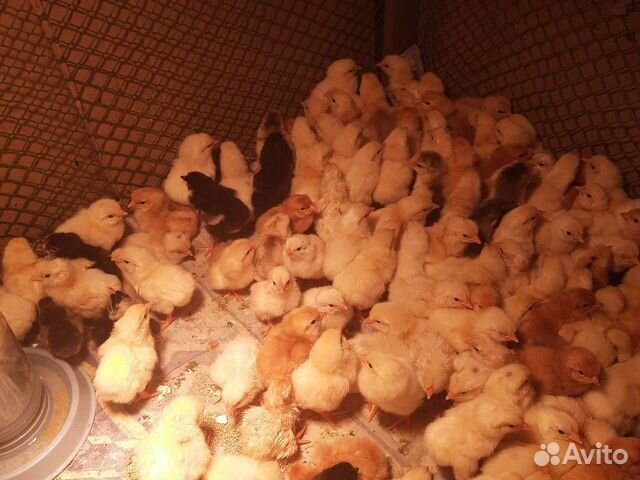 Цыплята