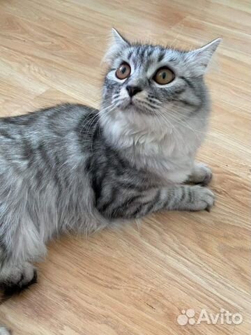 Найдена кошечка