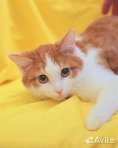 Молодой котик ищет дом