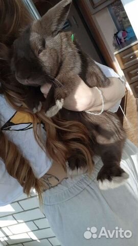 Продаю кролика со всем необходимым