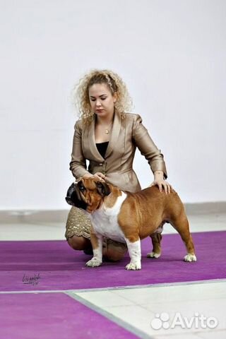 Вязка собак