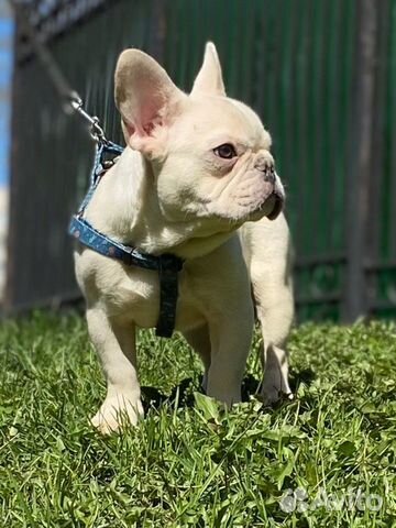 Французский бульдог