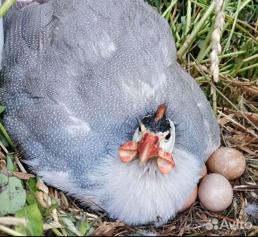 Цесарки и их яйца