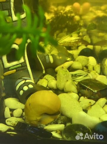 Улитки Ампулярии,крупные,6 штук,за все