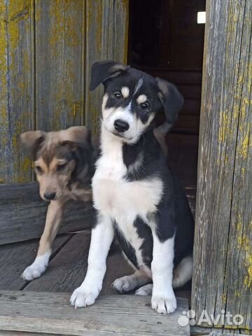 Щенок (девочка, 2.5 месяца) в добрые руки