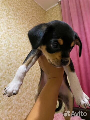 Помесь чихуашка-той-терьер