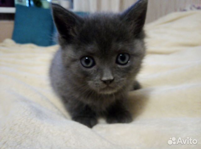 Котята от шотландской прямоухой кошки (помесь)